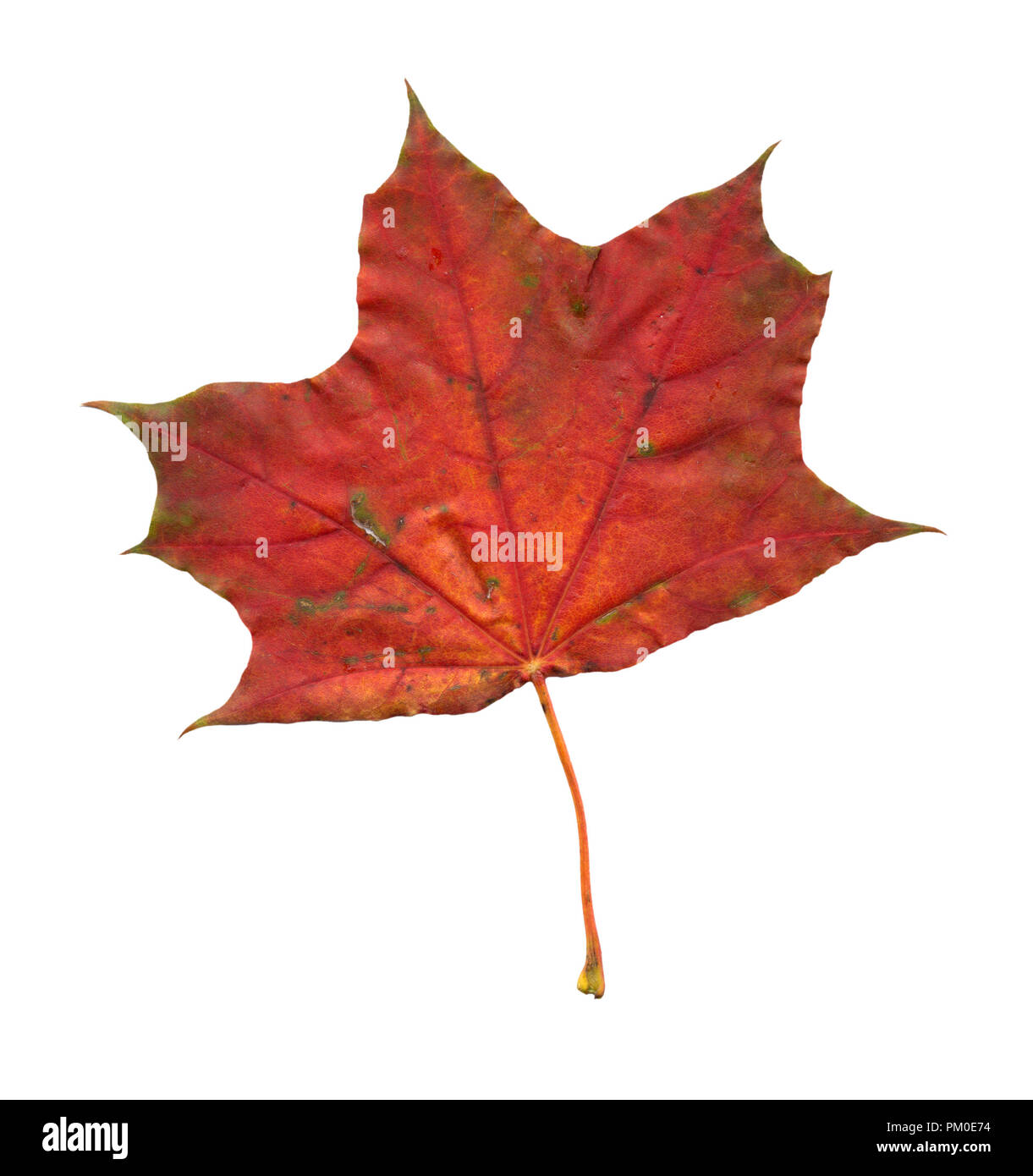 Colorful dry fallen maple tree leaf. Warm colors of the golden autumn ...