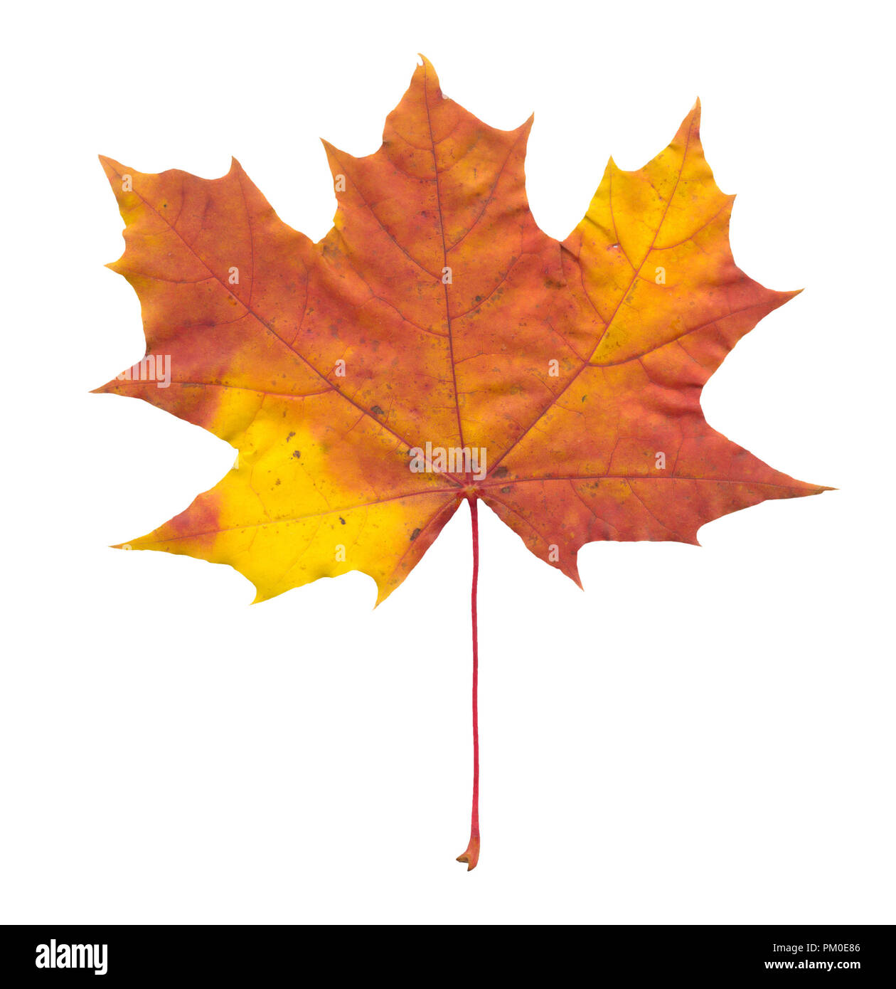 Colorful dry fallen maple tree leaf. Warm colors of the golden autumn ...