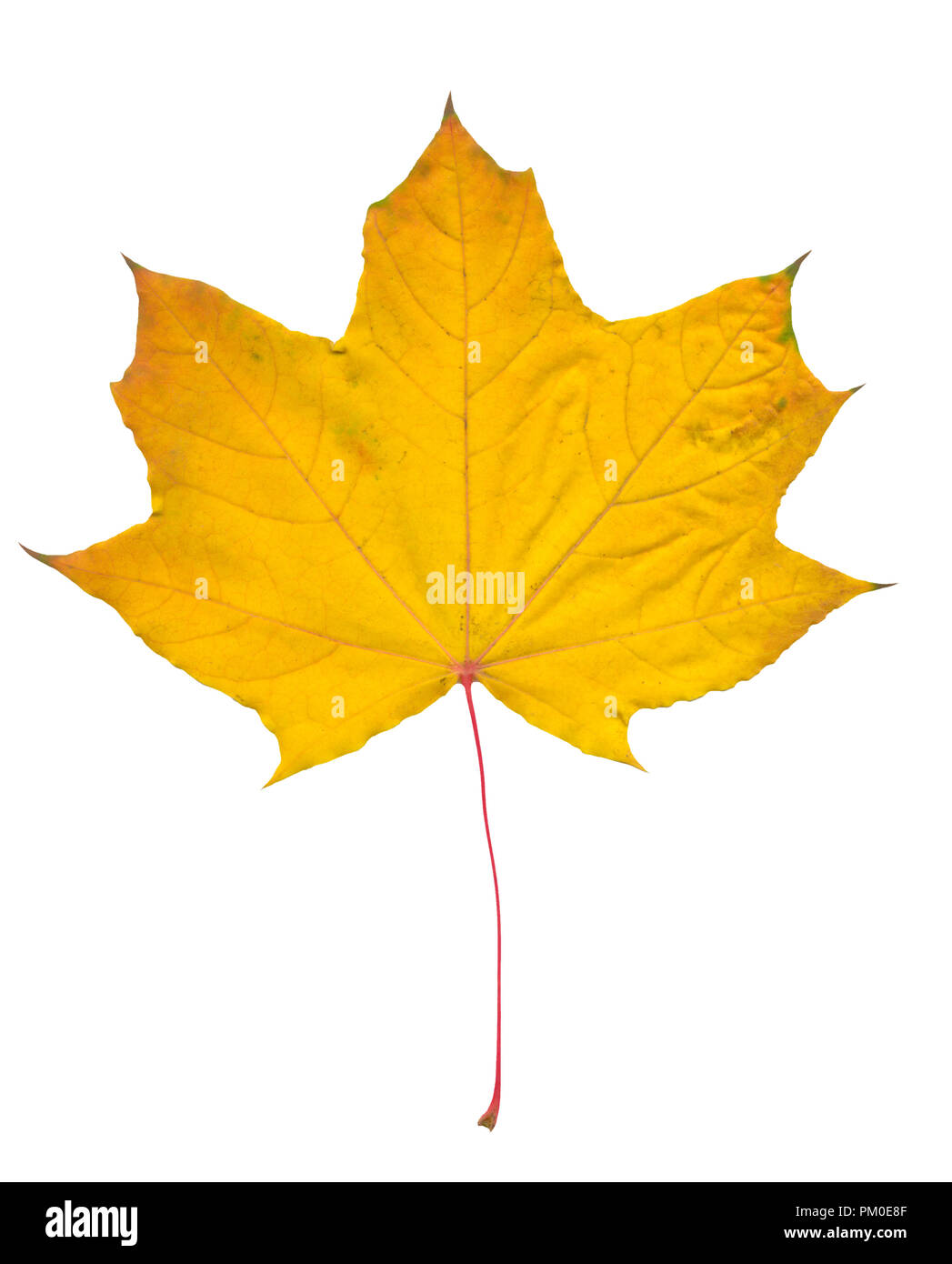 Fall decor in golden Cut Out Stock Images & Pictures - Alamy