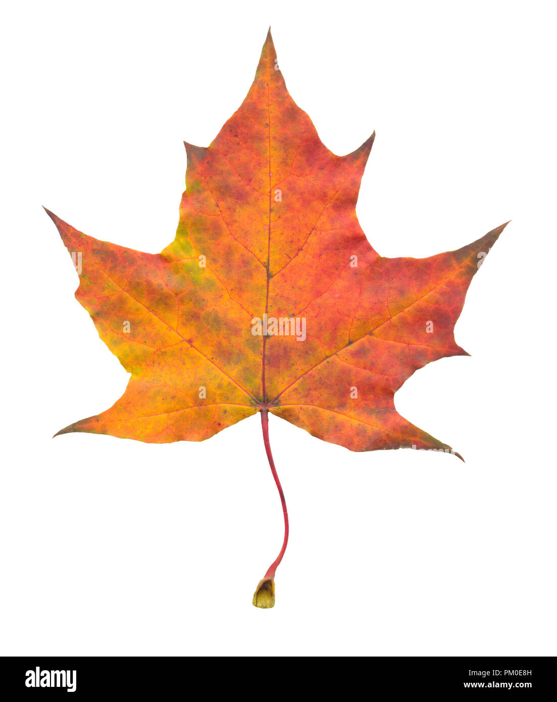 Colorful dry fallen maple tree leaf. Warm colors of the golden autumn ...
