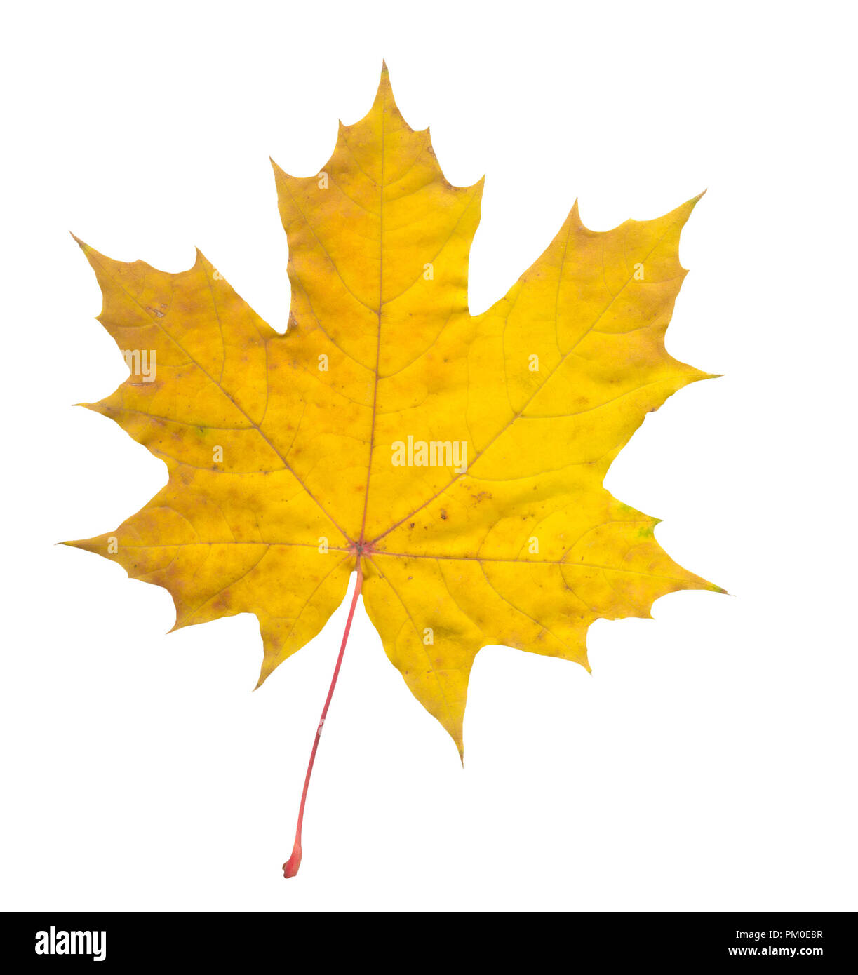 Yellow maple leaf used Cut Out Stock Images & Pictures - Alamy