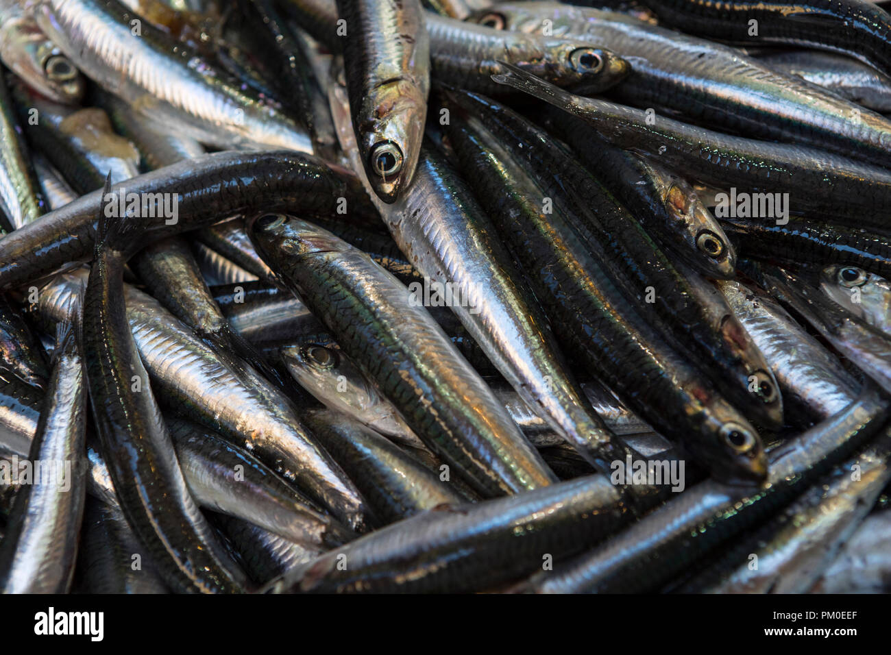 Bologna fresh fish market italy hi-res stock photography and images - Alamy