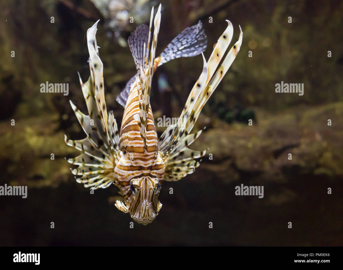 Lion fish great barrier reef hi-res stock photography and images - Alamy