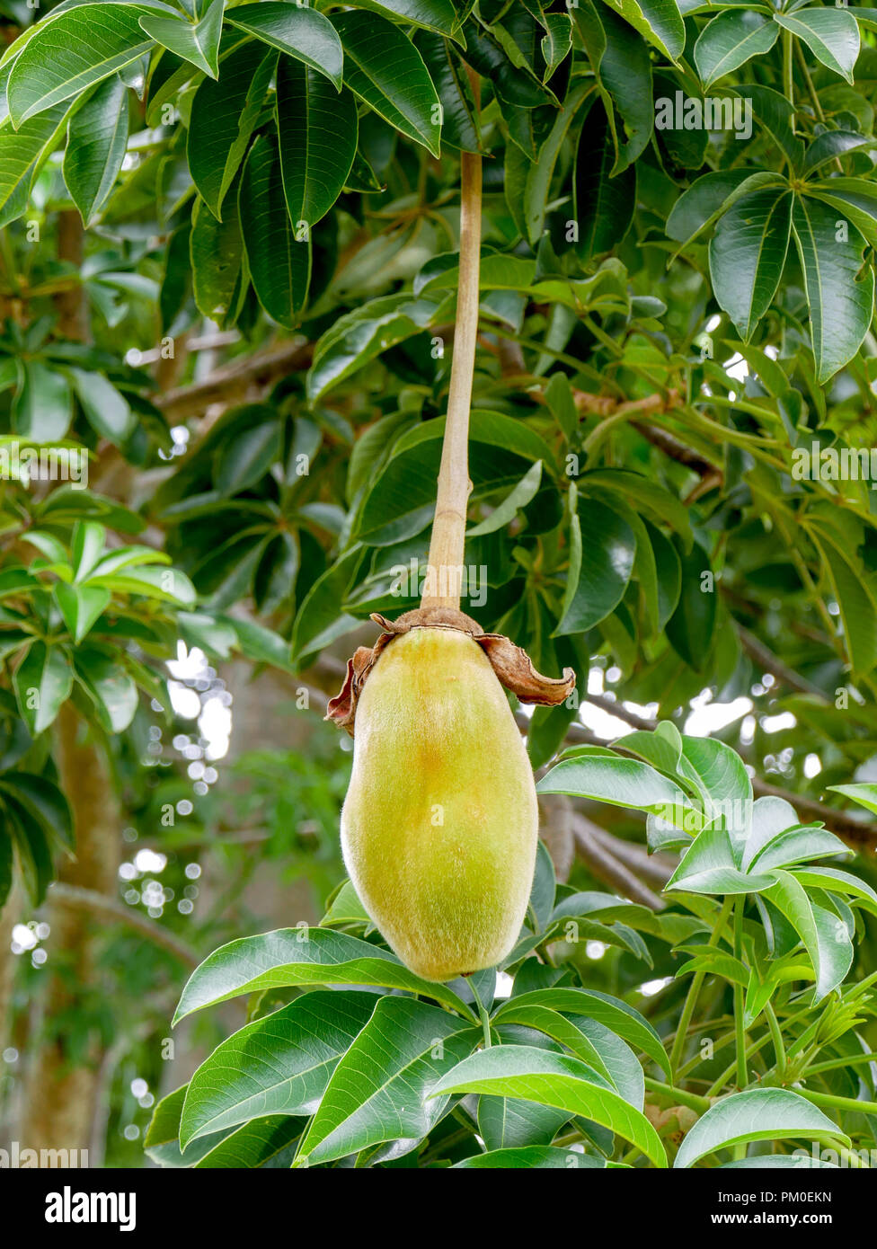 African baobab fruit or Monkey bread Stock Photo - Alamy