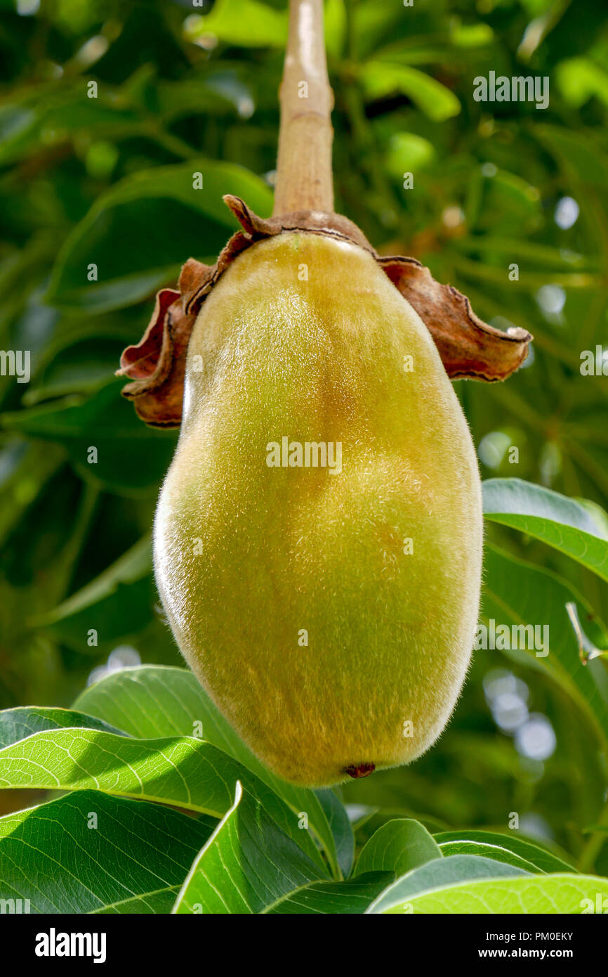 African baobab fruit or Monkey bread Stock Photo - Alamy