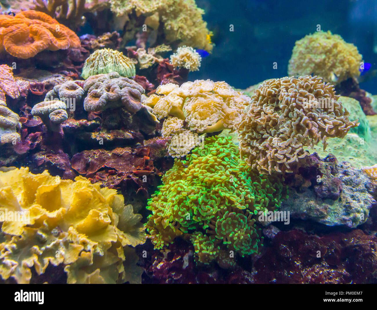 Coral Reef and Tropical Fish in Sunlight. Singapore aquarium Stock ...