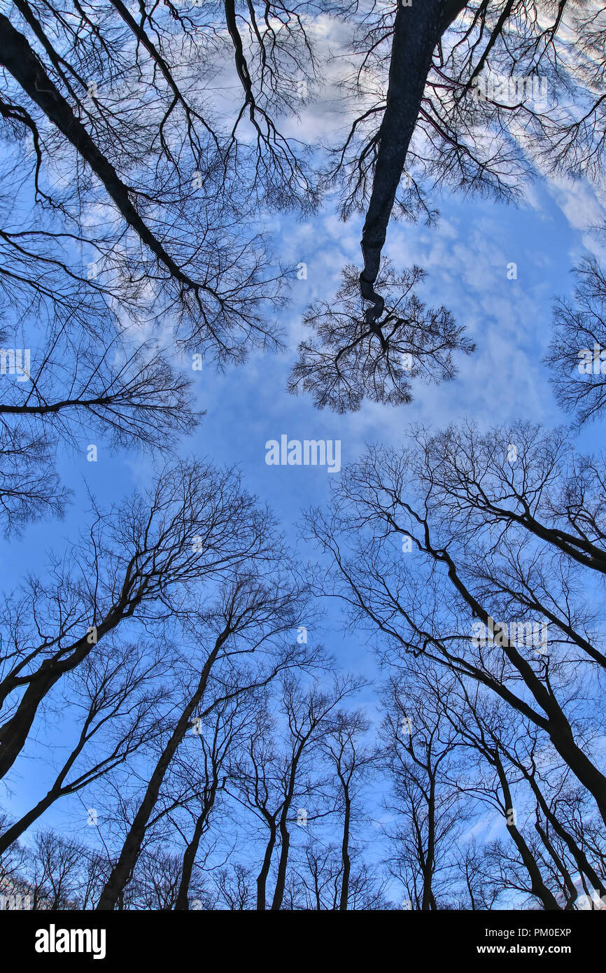 upward view in a dark spooky forest Stock Photo - Alamy