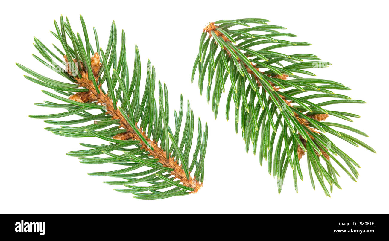 White christmas tree branch Cut Out Stock Images & Pictures - Alamy