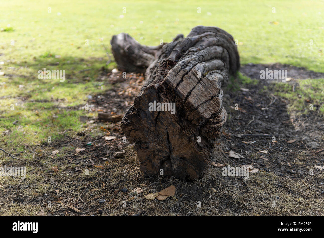 Twisted tree trunk hi-res stock photography and images - Alamy