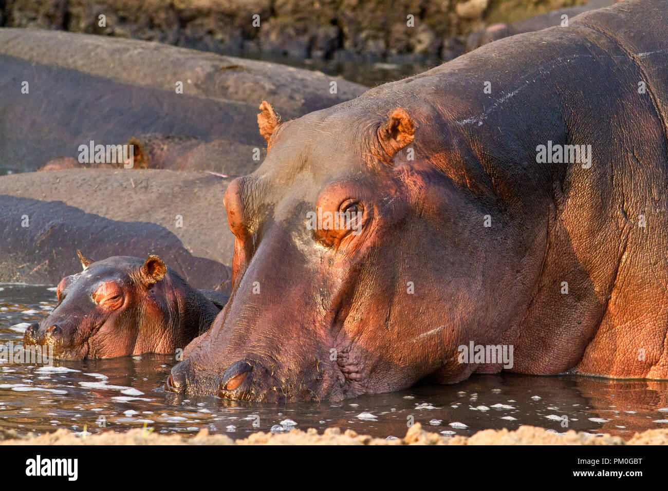 Baby cow hippo hi-res stock photography and images - Alamy