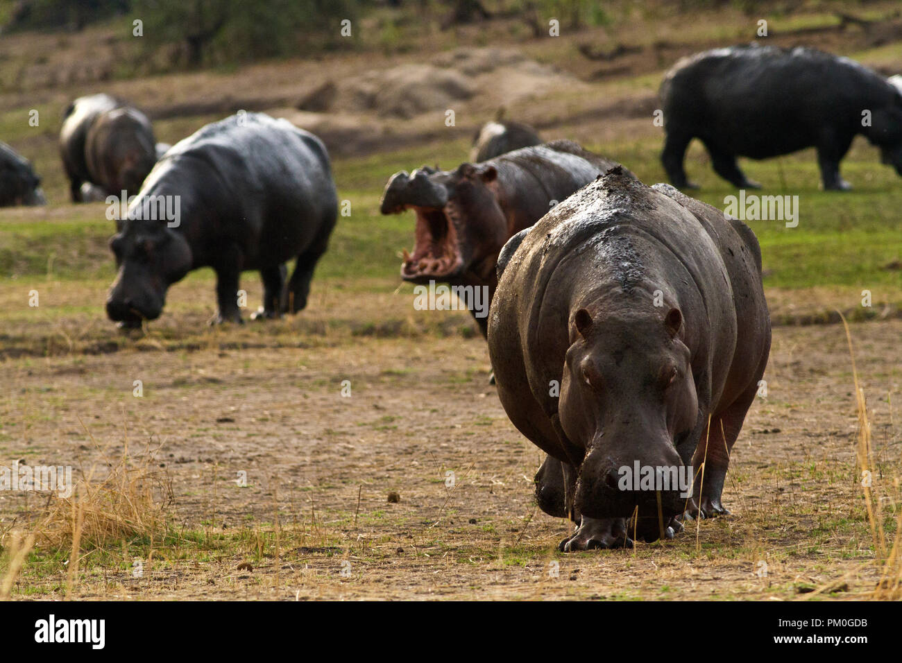 Whiulst hippo are highly social contact animals during the day when ...