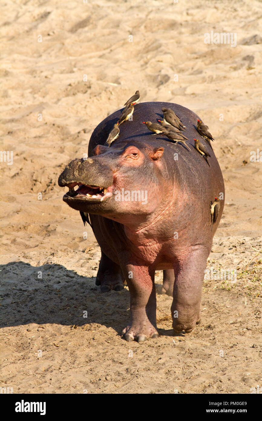 A young hippo makes warning gestures, mimicking those used by adults ...