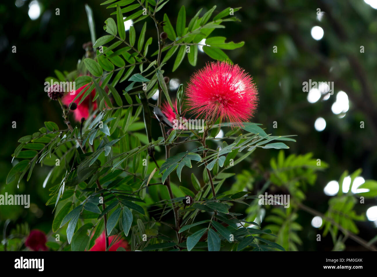 macro closeup of a beautiful bright scarlet red Persian mimosa silk ...