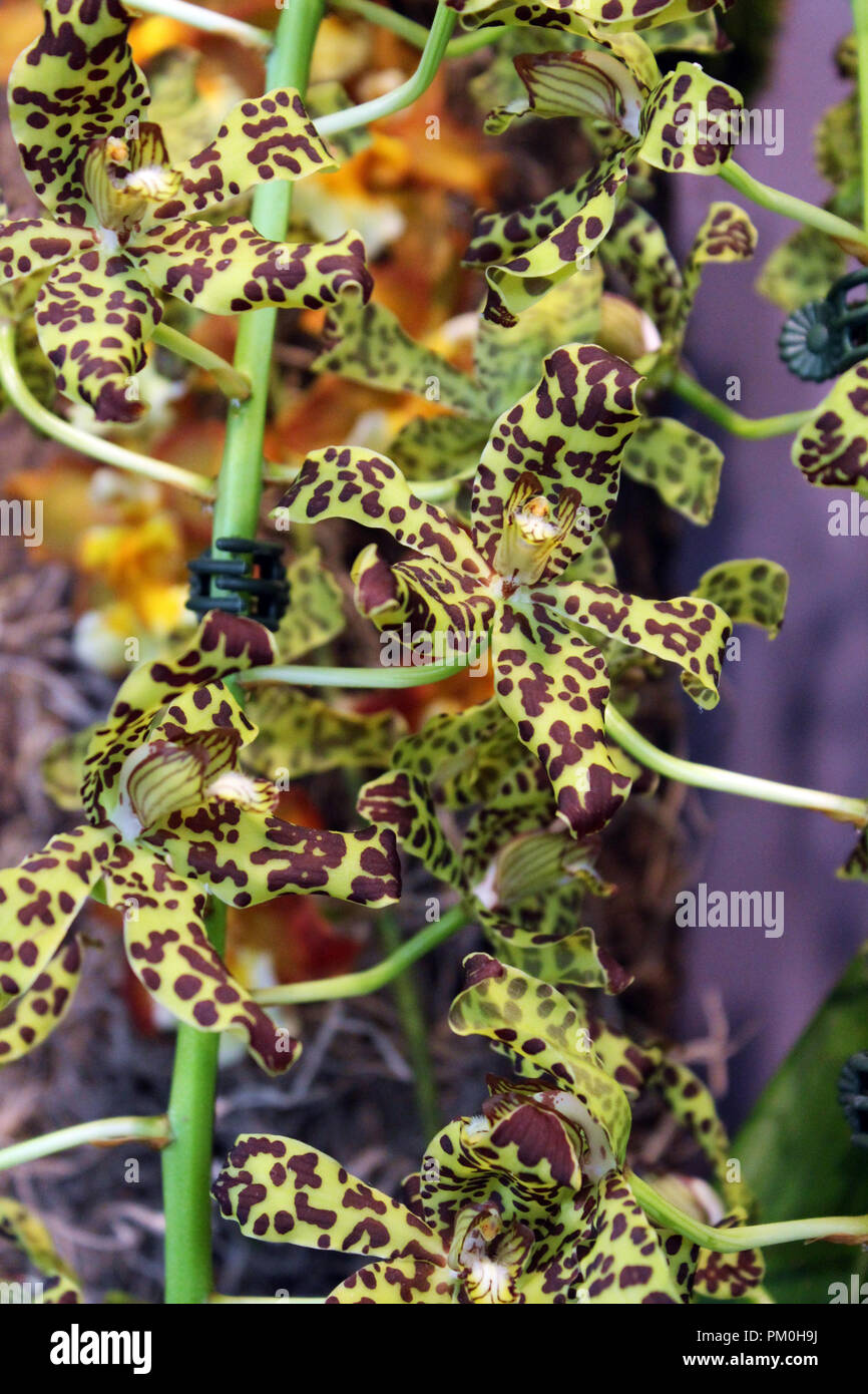 Close up of a blooming branch of Broga Tiger, Grammatophyllum, orchids ...