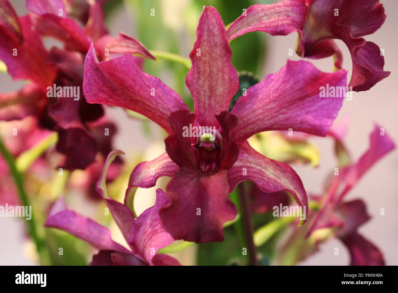 Close up of a deep pink Cattleya orchid in full bloom Stock Photo - Alamy