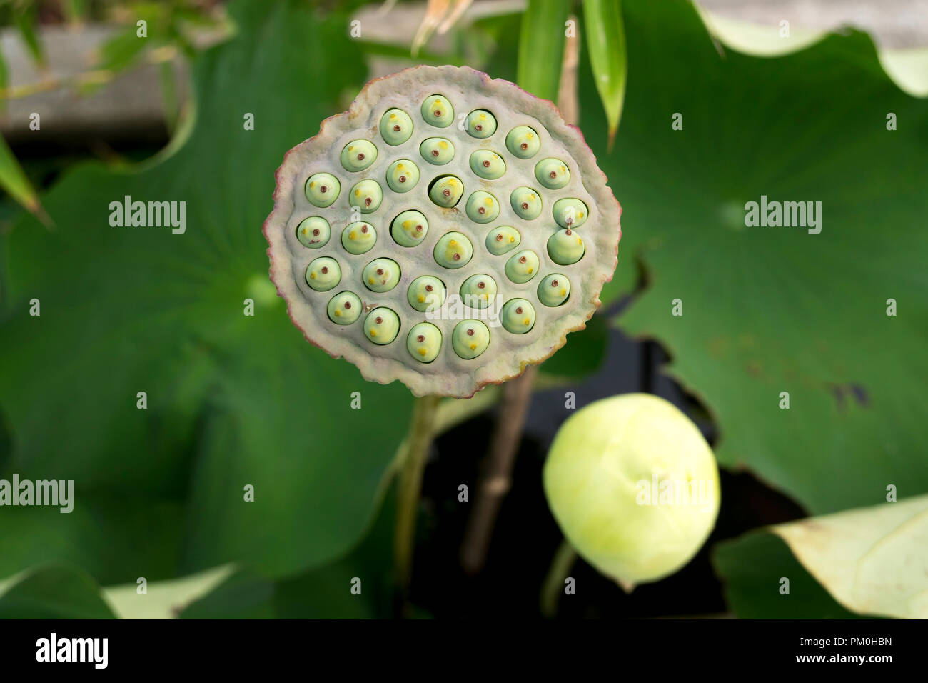Lotus flower seed close up Stock Photo - Alamy