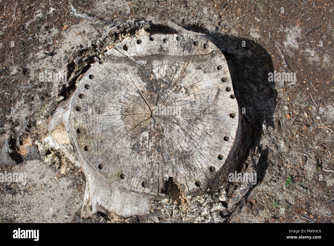 Tree stump with bore holes around the edge - stump treatment - stump ...