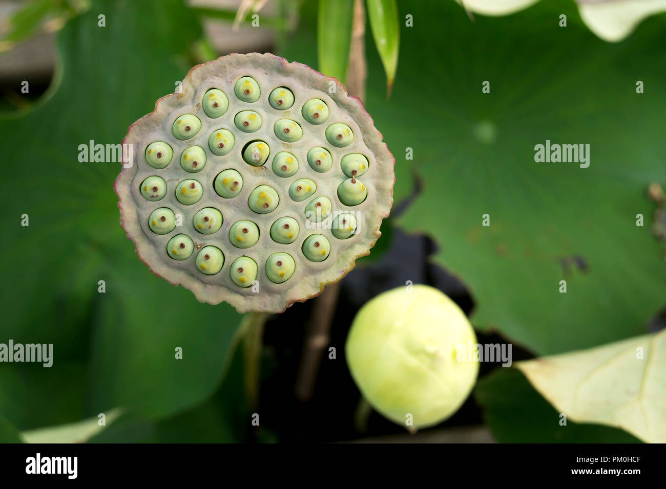 Lotus flower seed close up Stock Photo - Alamy