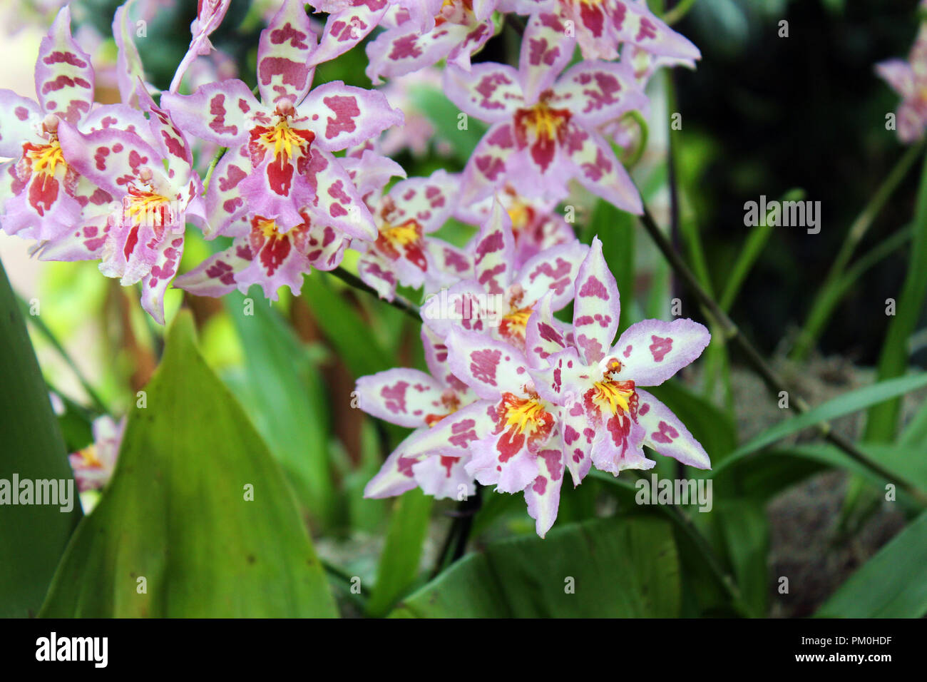 Cluster of pink orchids hi-res stock photography and images - Alamy