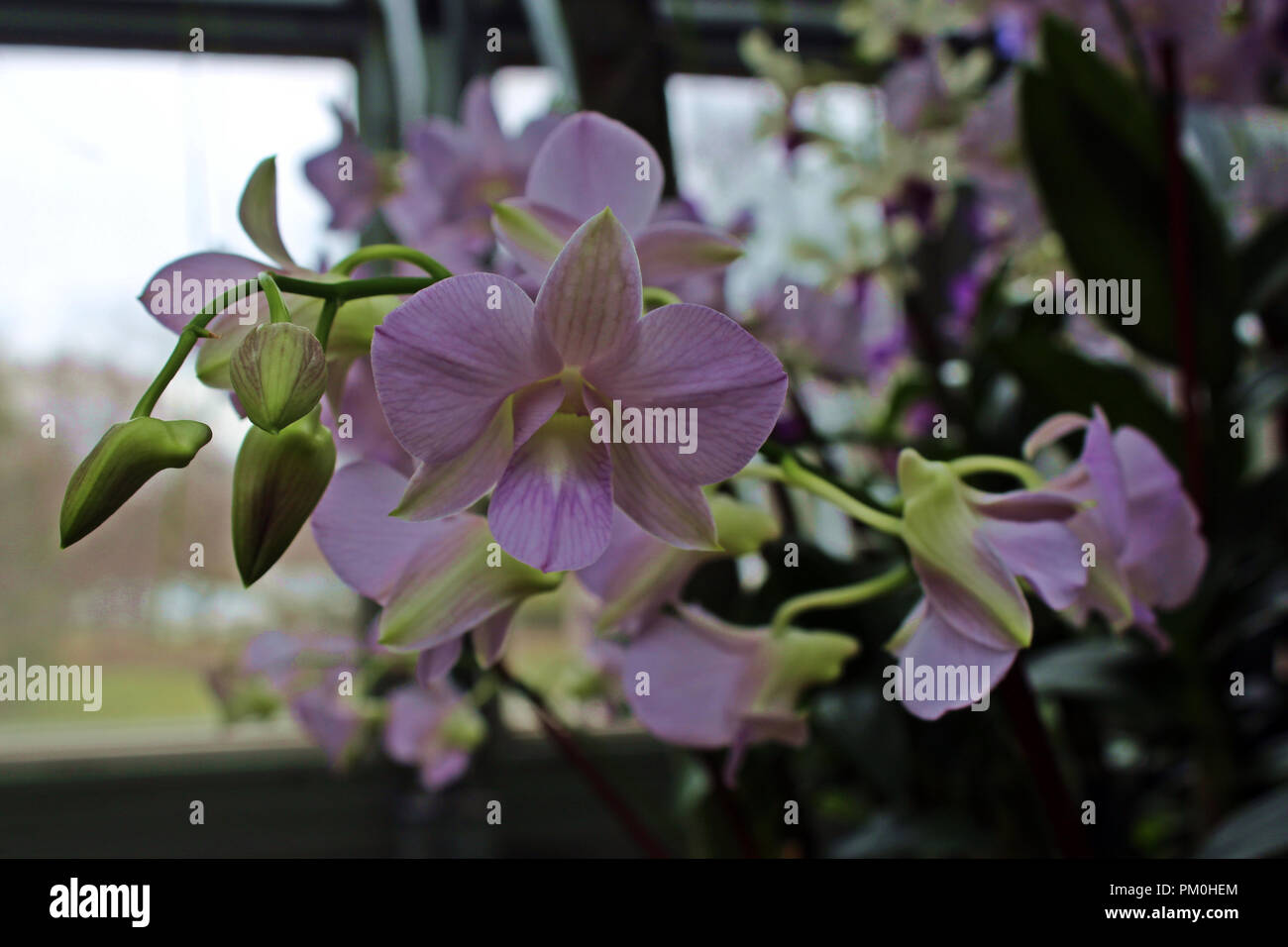 Close up of a blooming branch of light purple Dendrobium orchids Stock ...