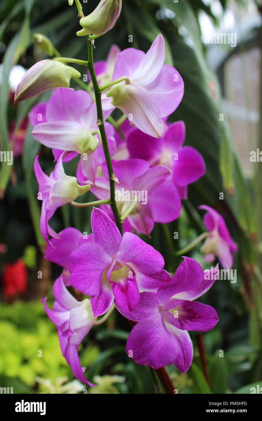 Close up of a blooming branch of dark pink Dendrobium orchids Stock ...