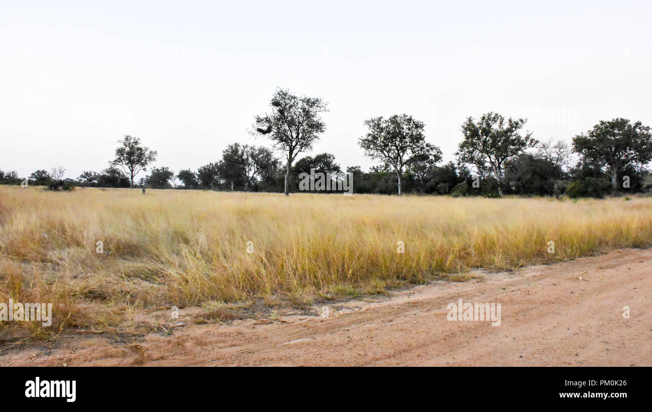 African savanna trees and grass hi-res stock photography and images - Alamy