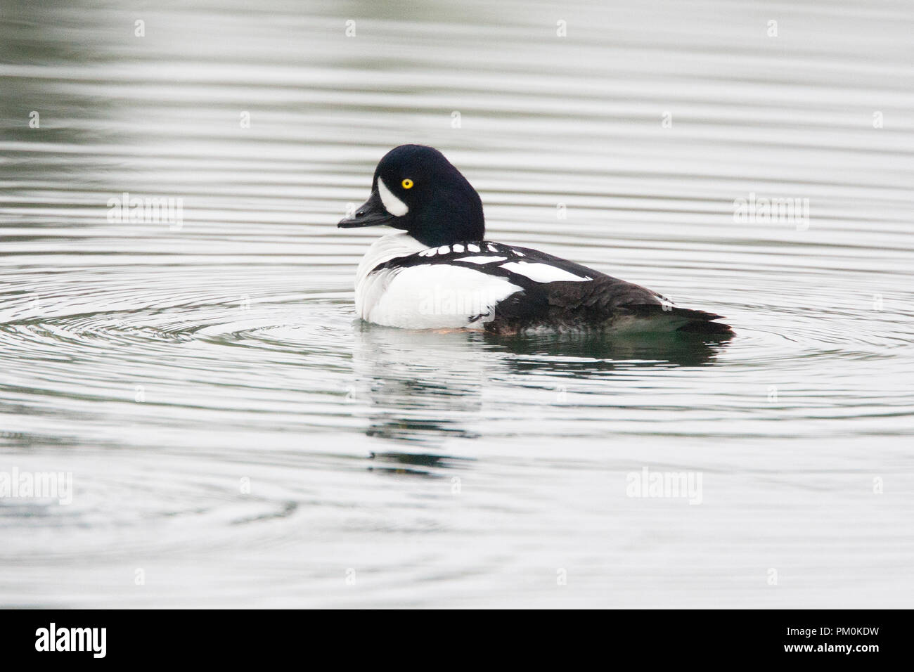 Goldeneye lake hi-res stock photography and images - Alamy