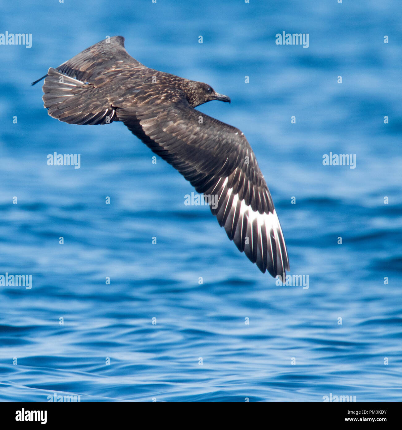 Great skua flight sea hi-res stock photography and images - Alamy