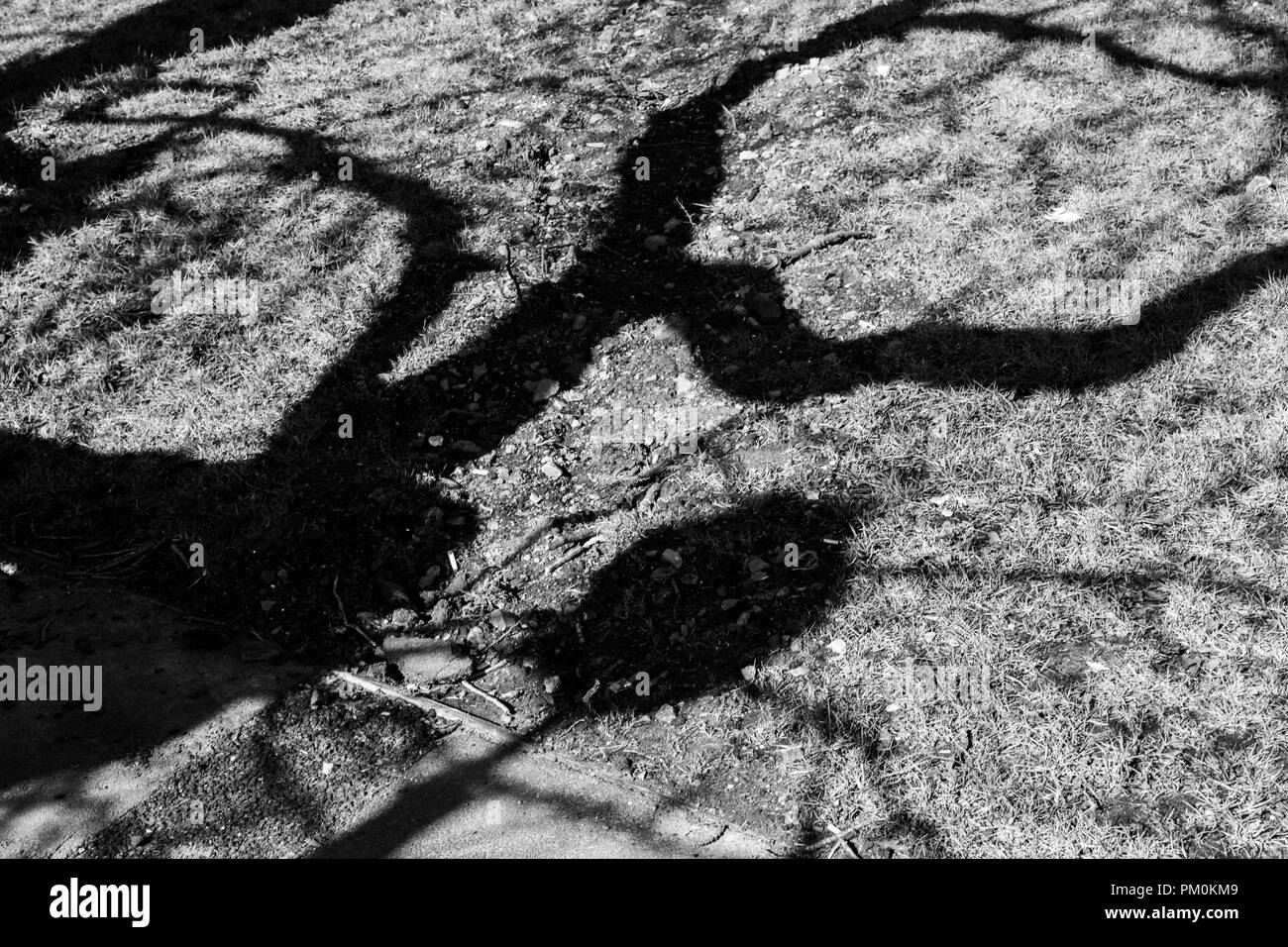 Tree branches casting shadow hi-res stock photography and images - Alamy