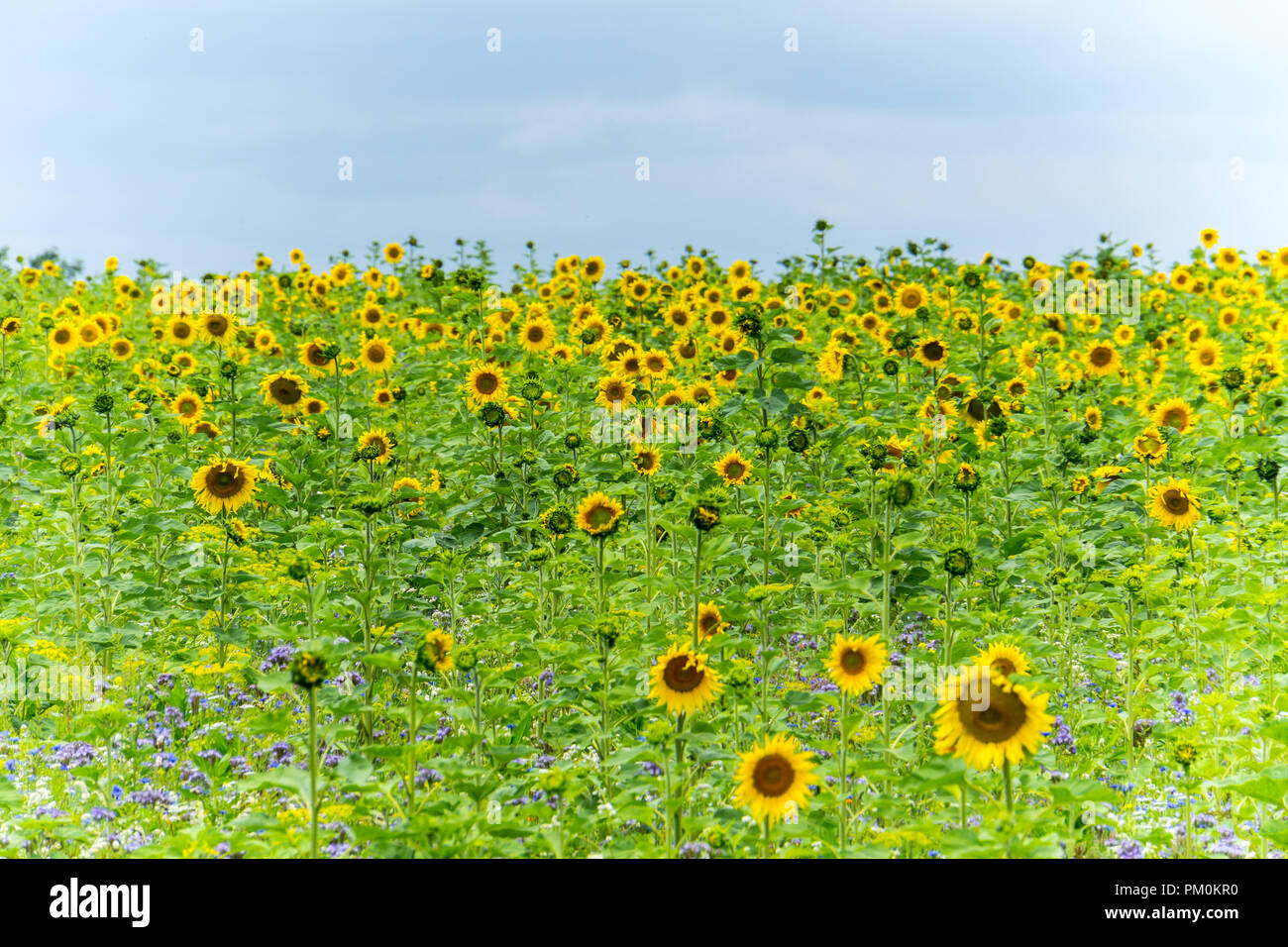 Yellow sunflower field in summertime Stock Photo - Alamy