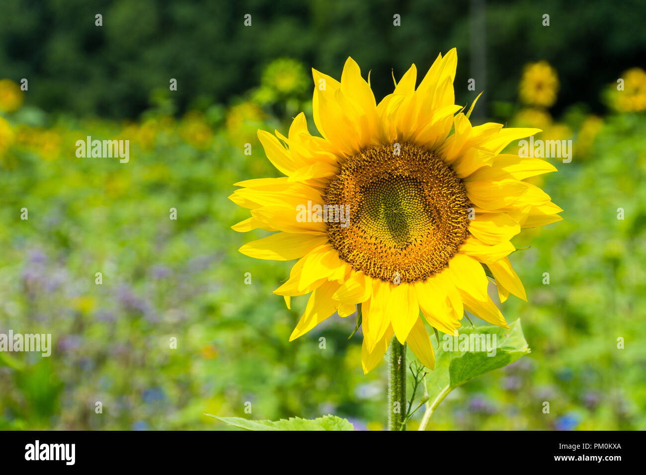 Ripe sunflower hi-res stock photography and images - Alamy