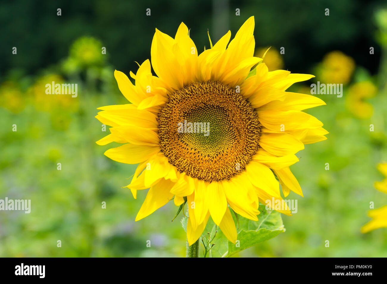 Single yellow sunflowers hi-res stock photography and images - Alamy