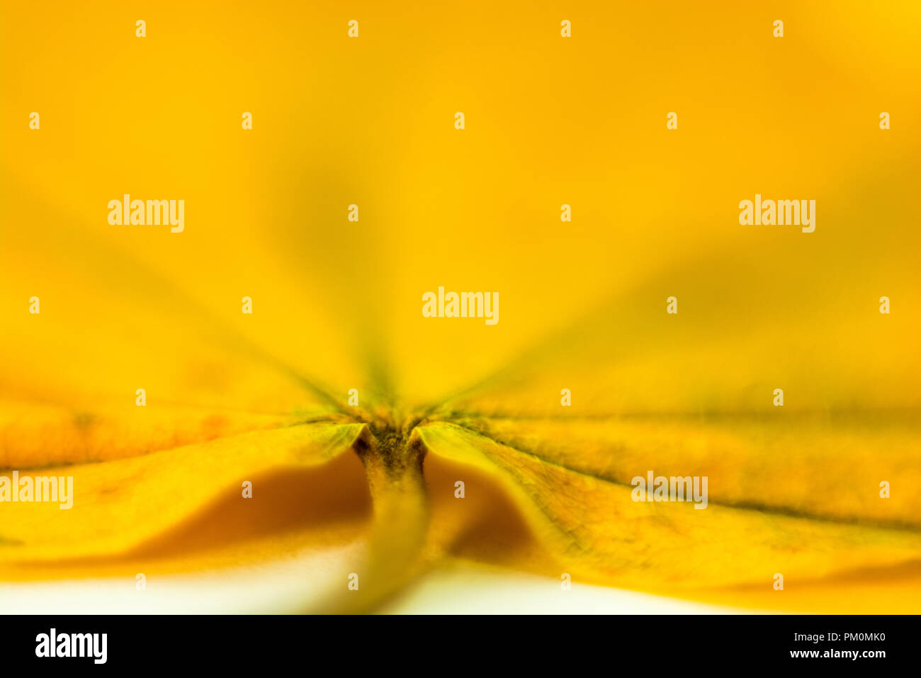 A bright beautiful large yellow leaf, shot close-up Stock Photo - Alamy