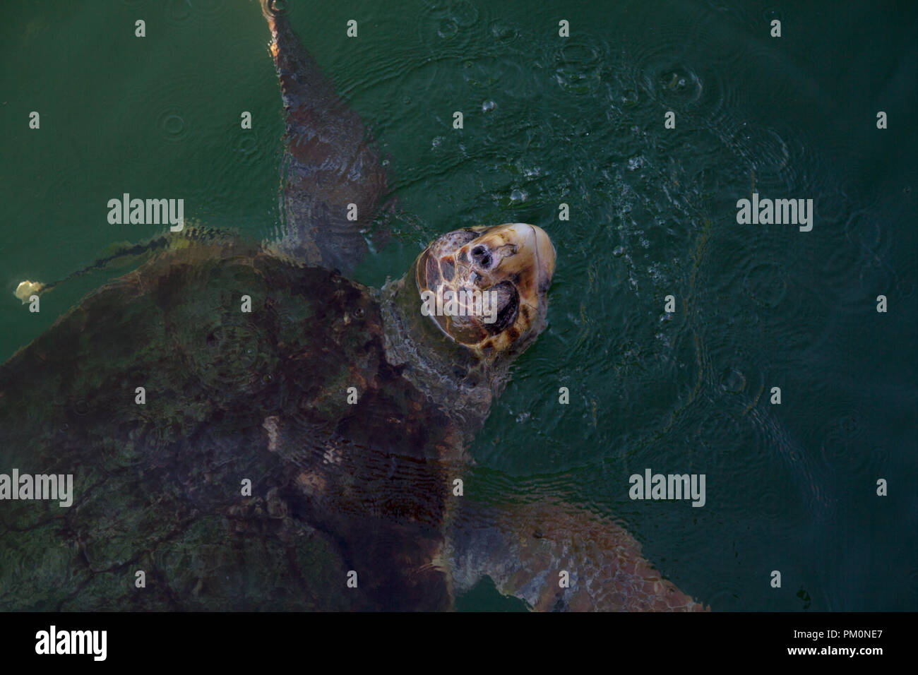 Loggerhead sea turtle lifted head above the water surface in ...