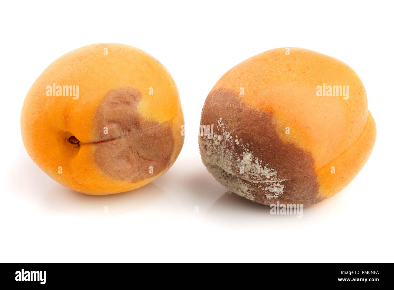 rotten apricot isolated on white background closeup Stock Photo - Alamy