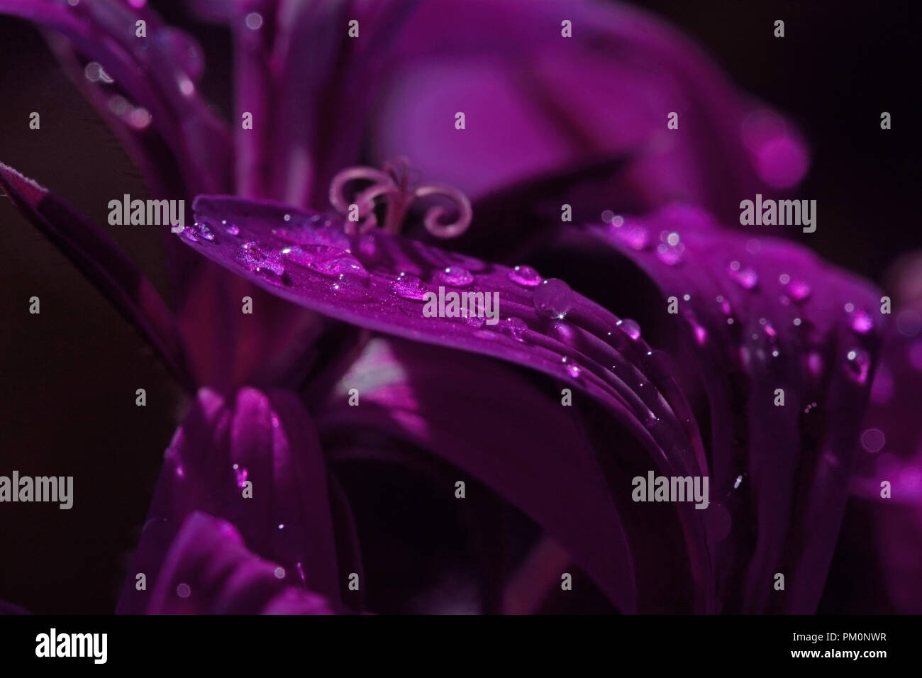 Mystic garden hi-res stock photography and images - Alamy