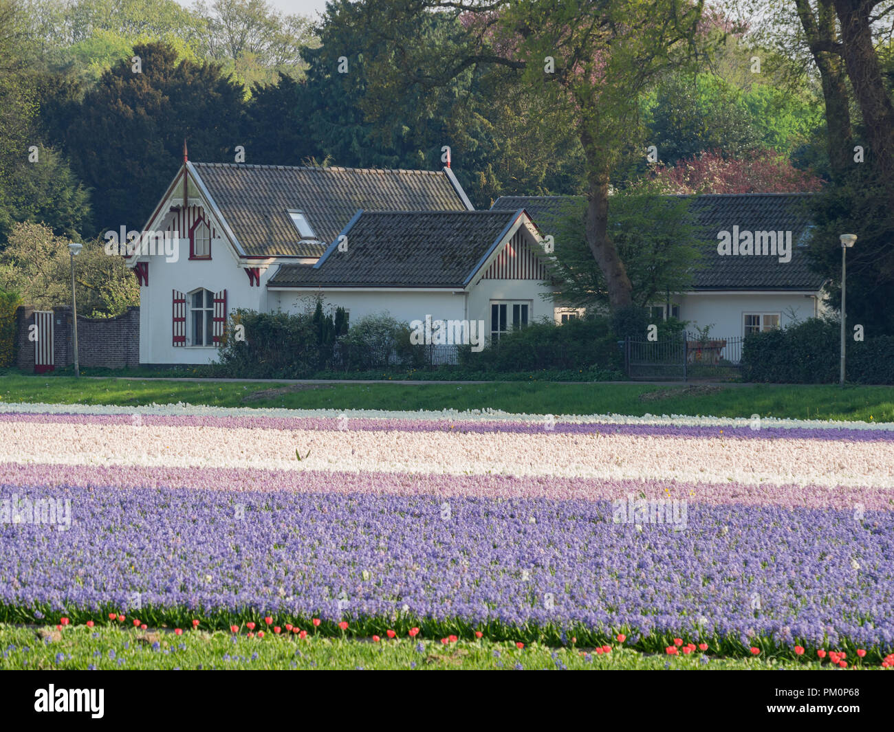 Beautiful color flowers blossom in a farm at Heemstede, Netherlands ...