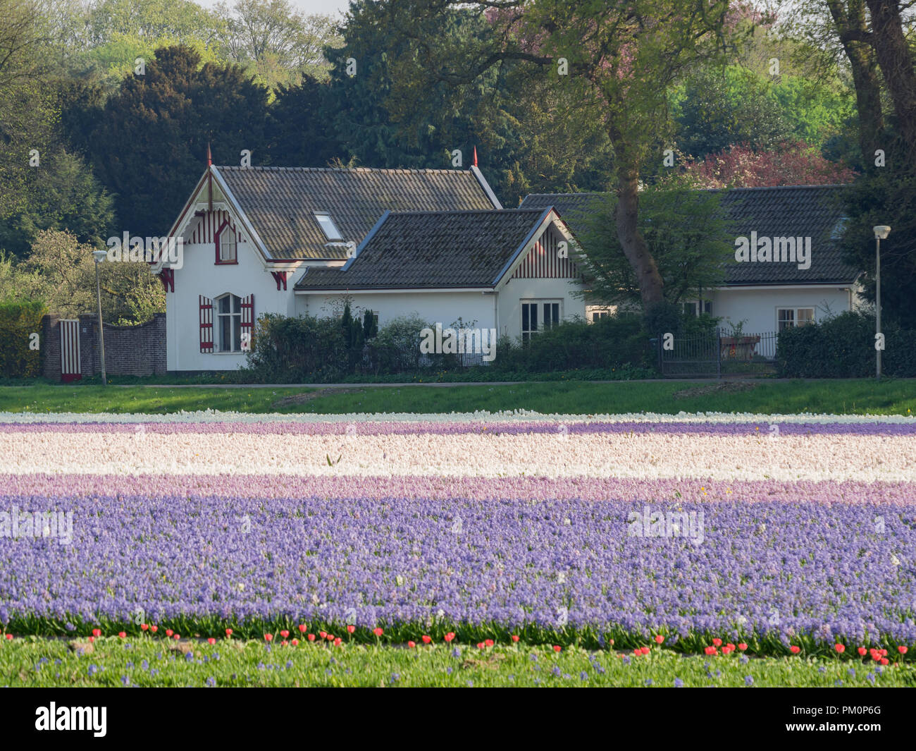 Beautiful color flowers blossom in a farm at Heemstede, Netherlands ...