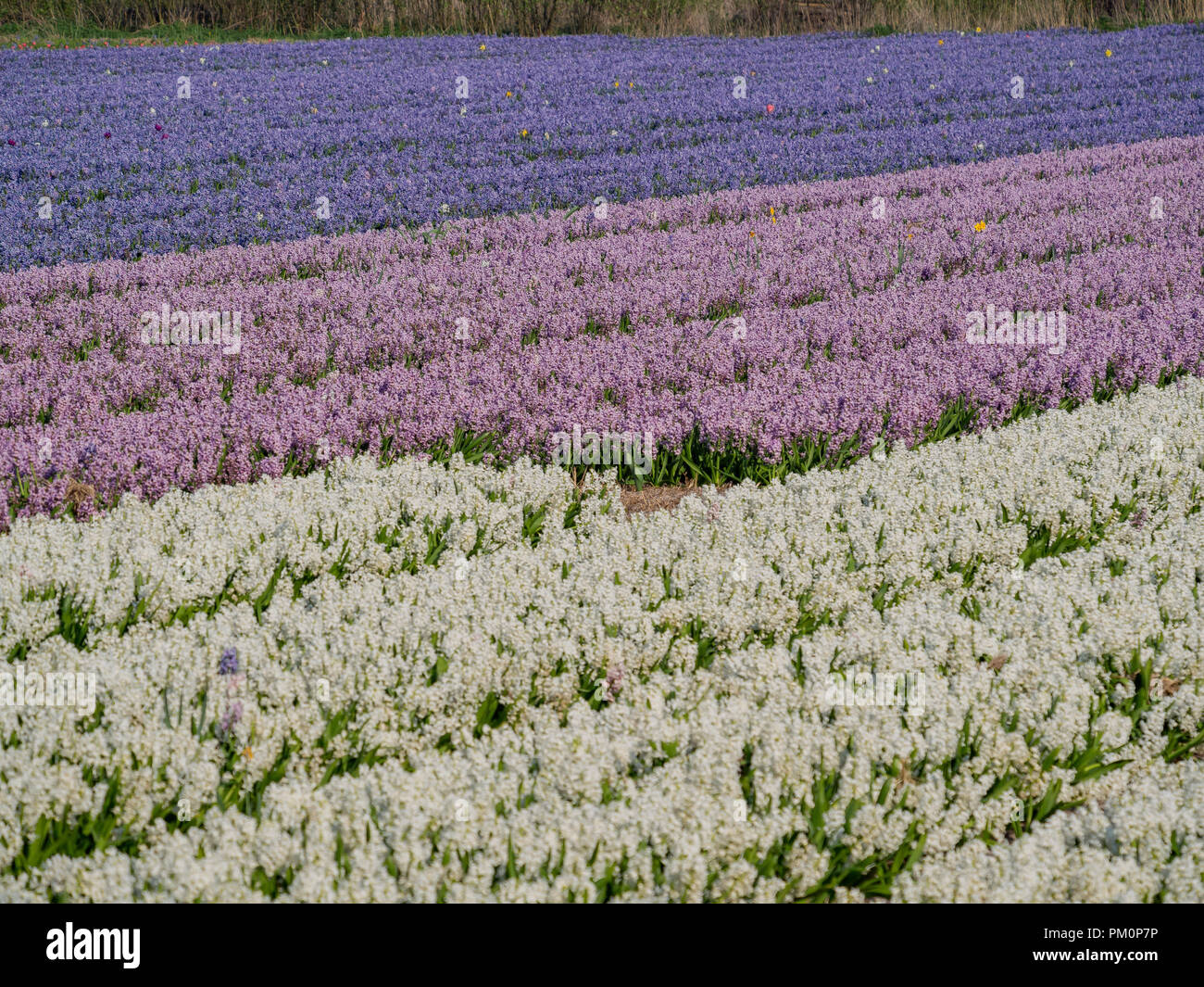Beautiful color flowers blossom in a farm at Heemstede, Netherlands ...