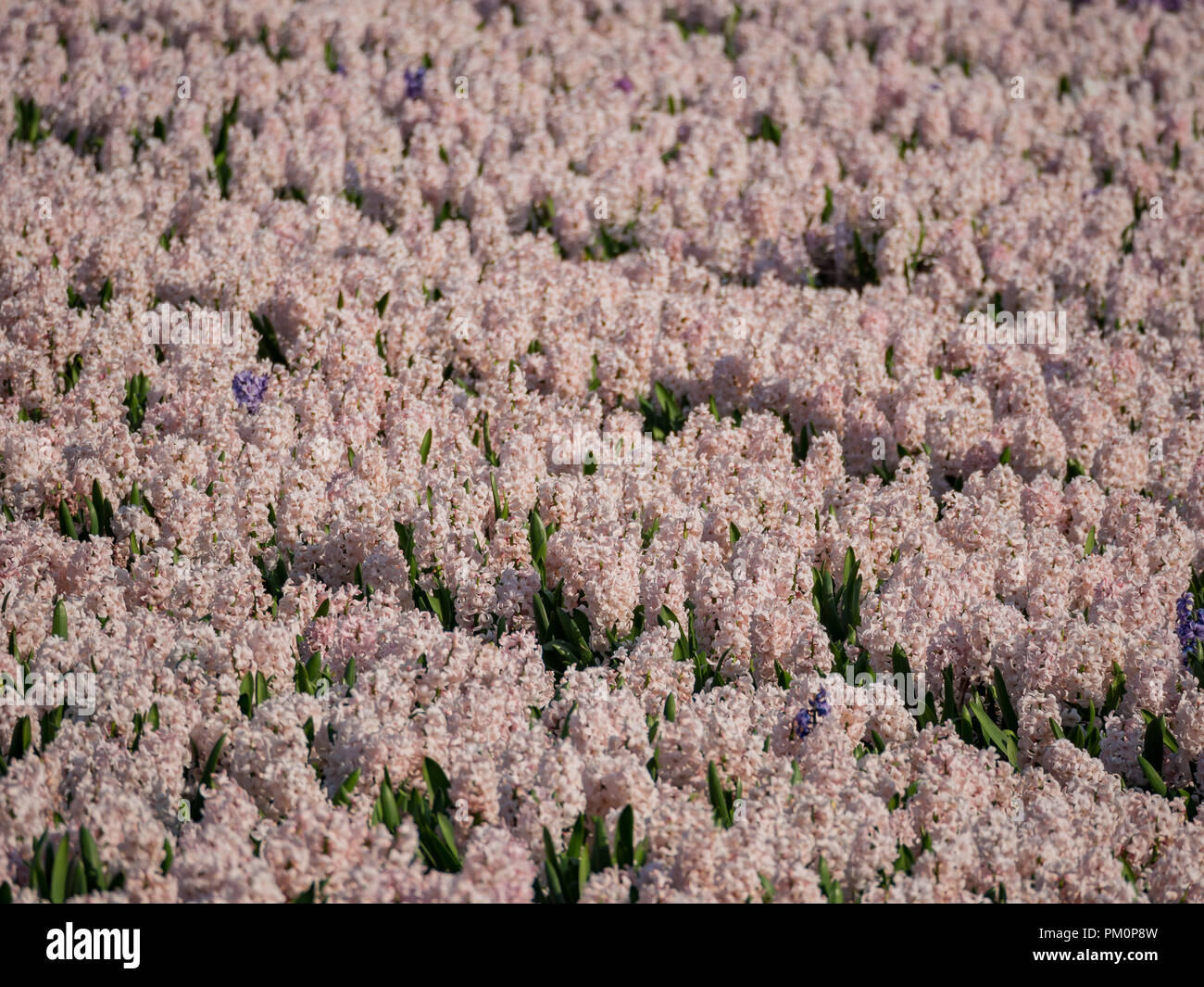 Beautiful color flowers blossom in a farm at Heemstede, Netherlands ...