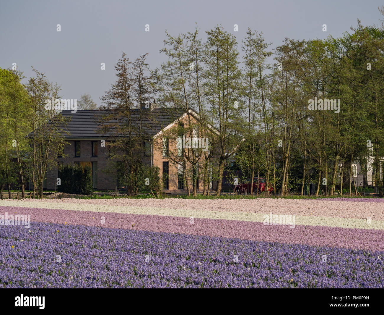 Beautiful color flowers blossom in a farm at Heemstede, Netherlands ...