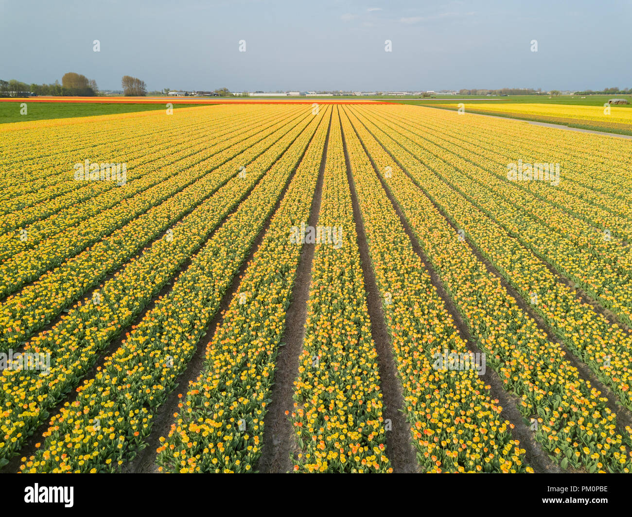 Aerial view of super colorful tulips farm blossom around Leiden country ...