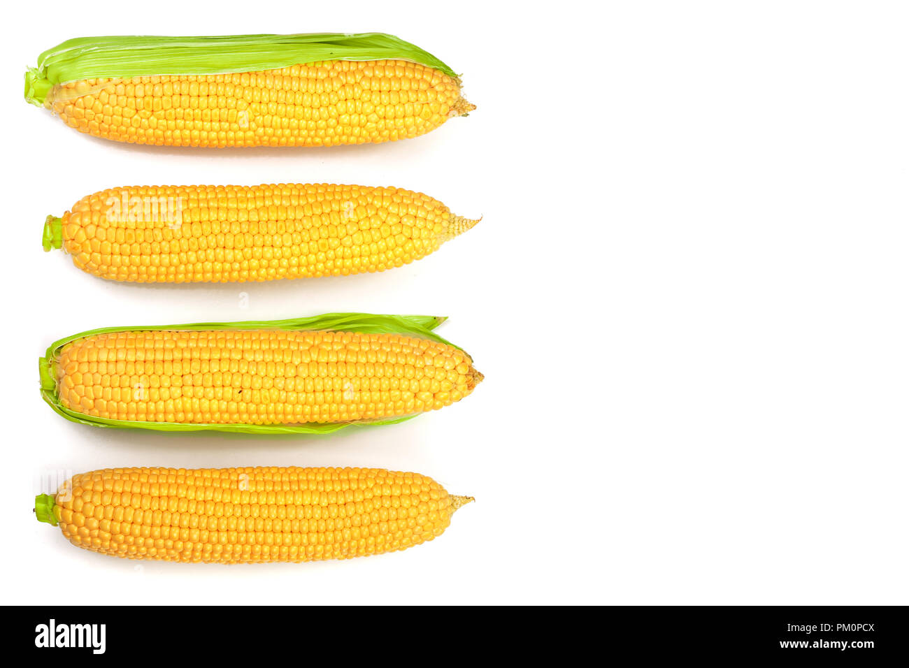ear of corn isolated on a white background with copy space for your ...