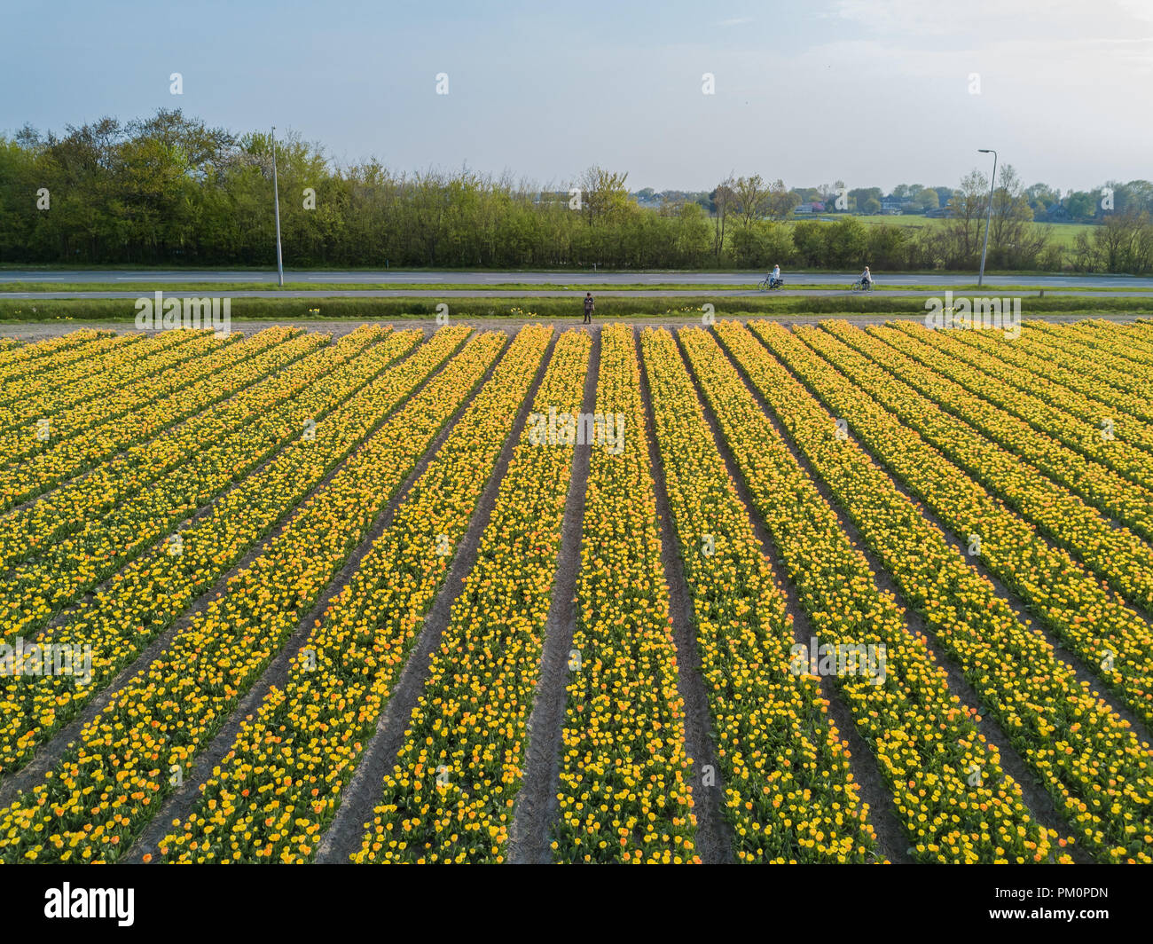 Aerial view of super colorful tulips farm blossom around Leiden country ...