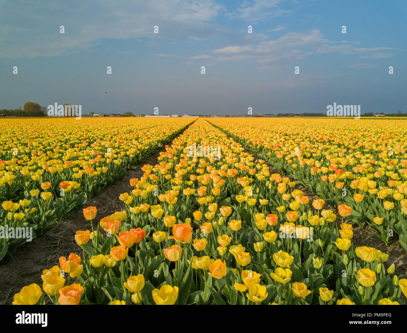 Aerial view of super colorful tulips farm blossom around Leiden country ...