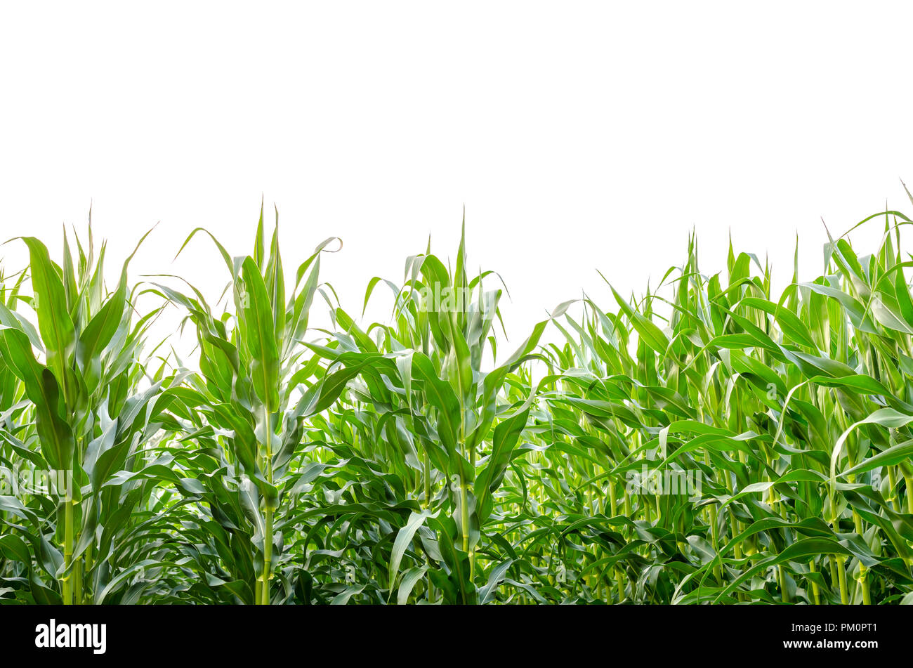 Corn field in summer. Isolated over white background Stock Photo - Alamy