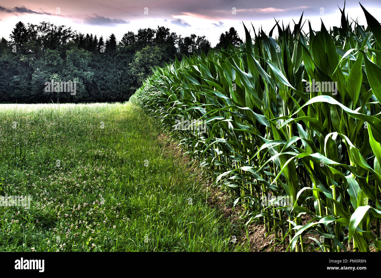 Edge of a corn field with forest in background. Hdr image Stock Photo ...