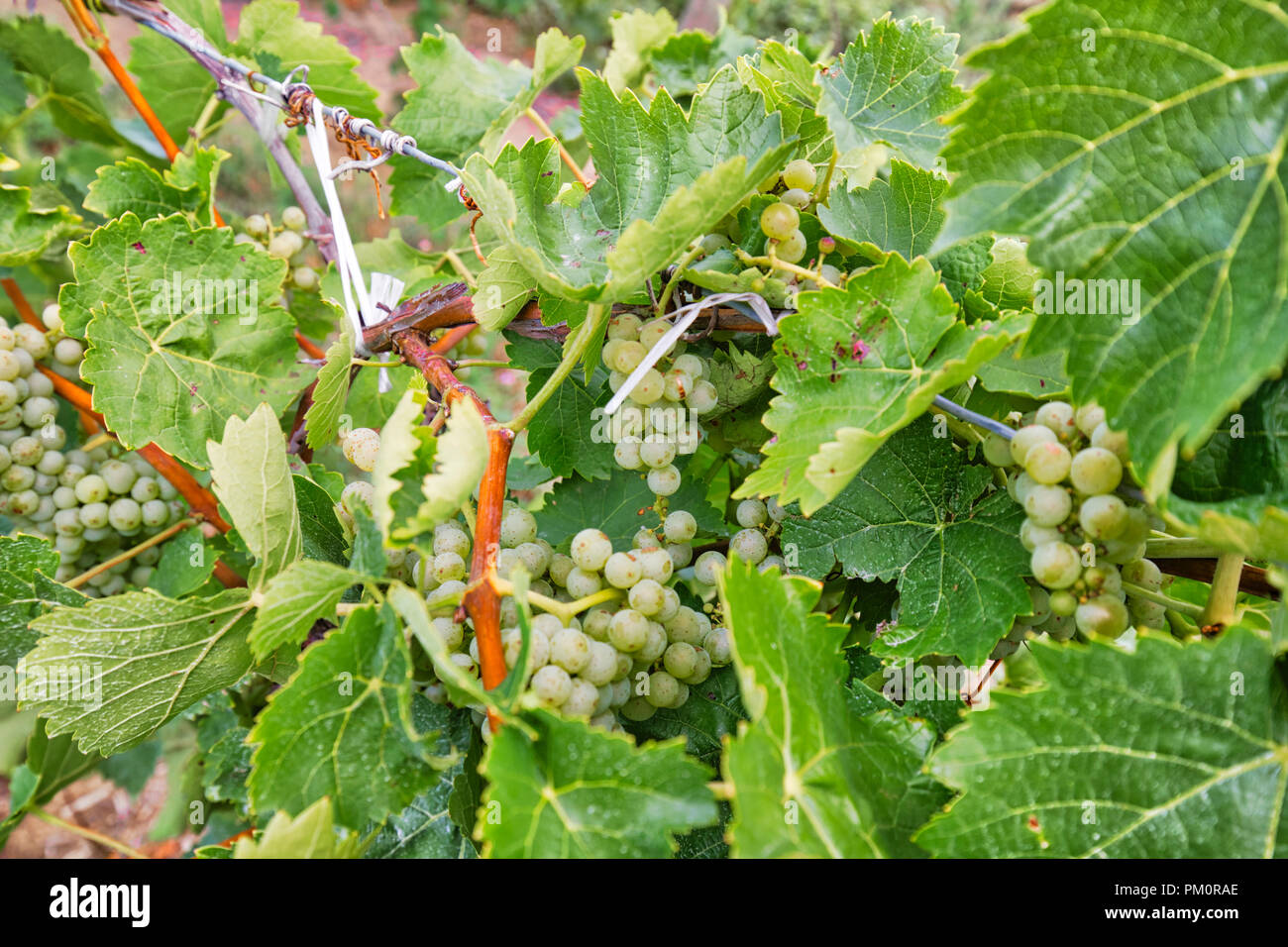 Vidal grapes hi-res stock photography and images - Alamy