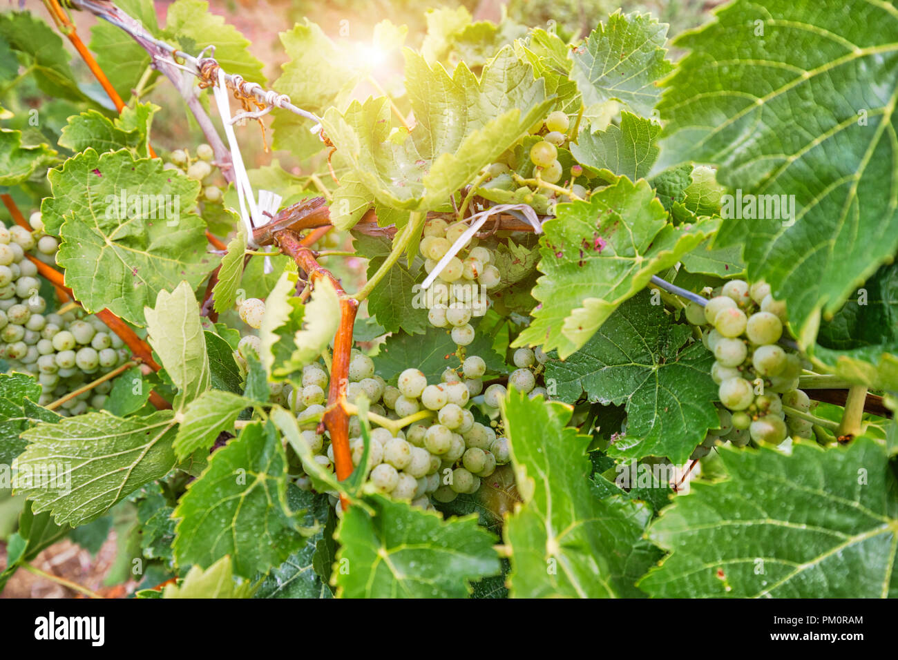 Vineyard winter grapes niagara hi-res stock photography and images - Alamy
