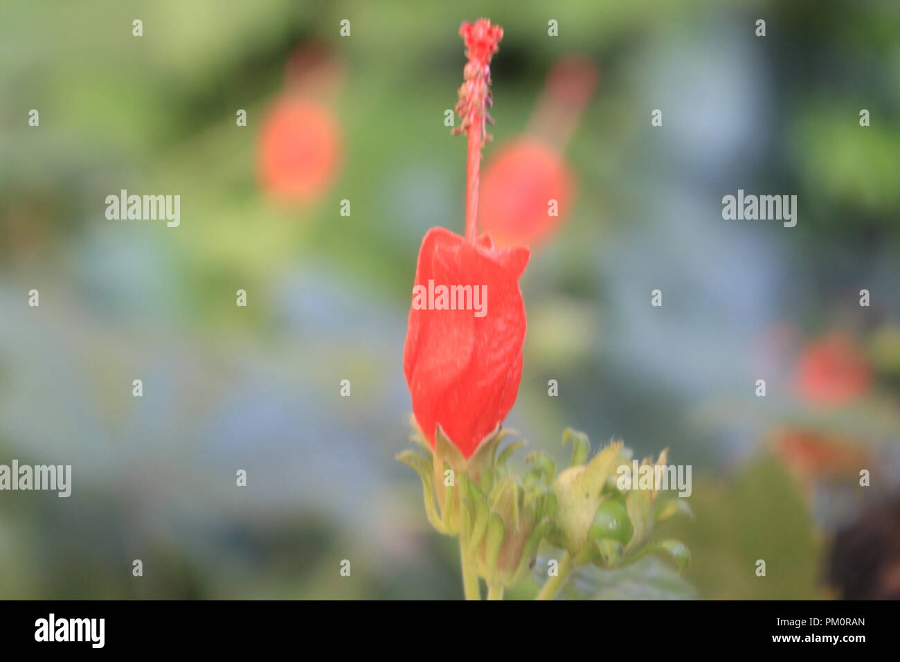Beautiful weeds hi-res stock photography and images - Alamy